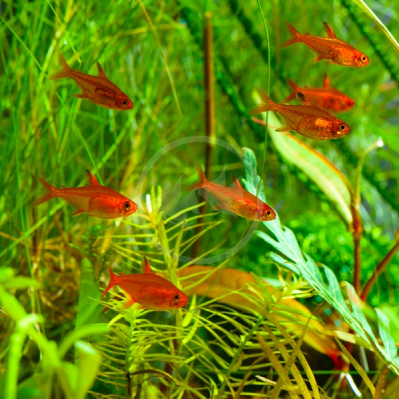 Jual Amandae / Ember Tetra - Ikan Hias Aquarium Aquascape KHUSUS GOJEK ...