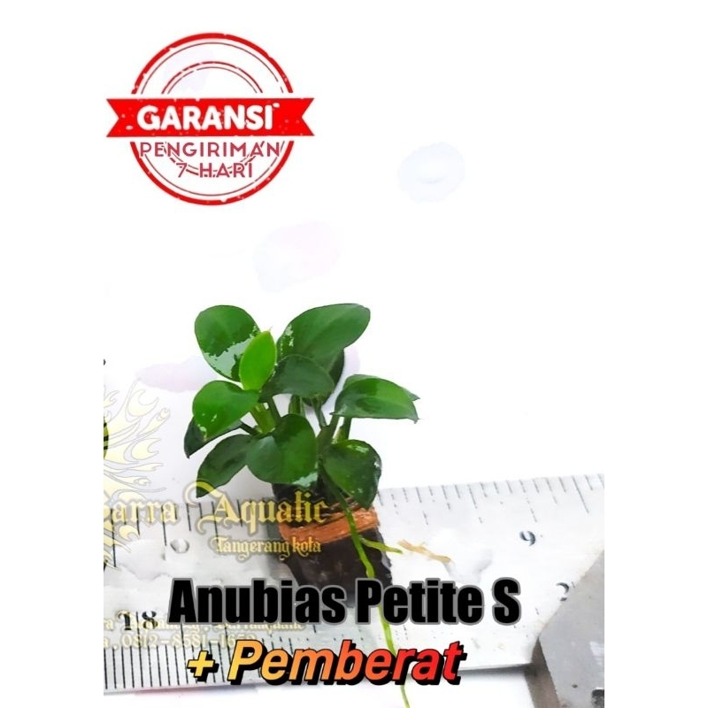 Jual Tanaman Aquascape Anubias Petite Dengan Batu/bio ring ikat ...