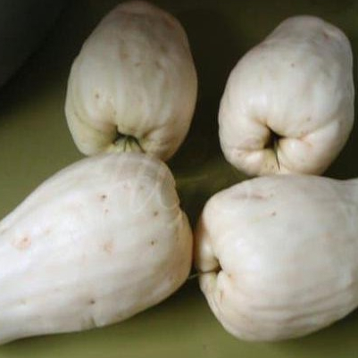 Jual jambu susu pasar online makassar | Shopee Indonesia