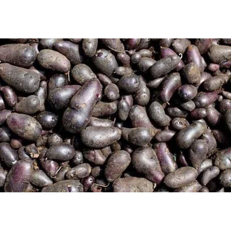 Jual kentang klici kentang hitam kentang bulu segar 1kg | Shopee Indonesia