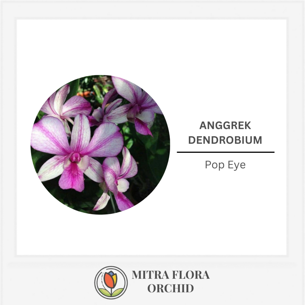 Jual Anggrek Dendrobium Pop Eye | Shopee Indonesia