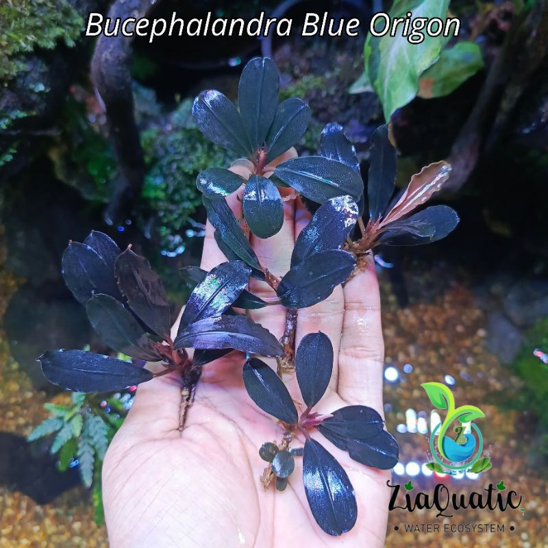 Jual Bucephalandra Blue Origon - Tanaman Aquascape Aquarium Paludarium ...