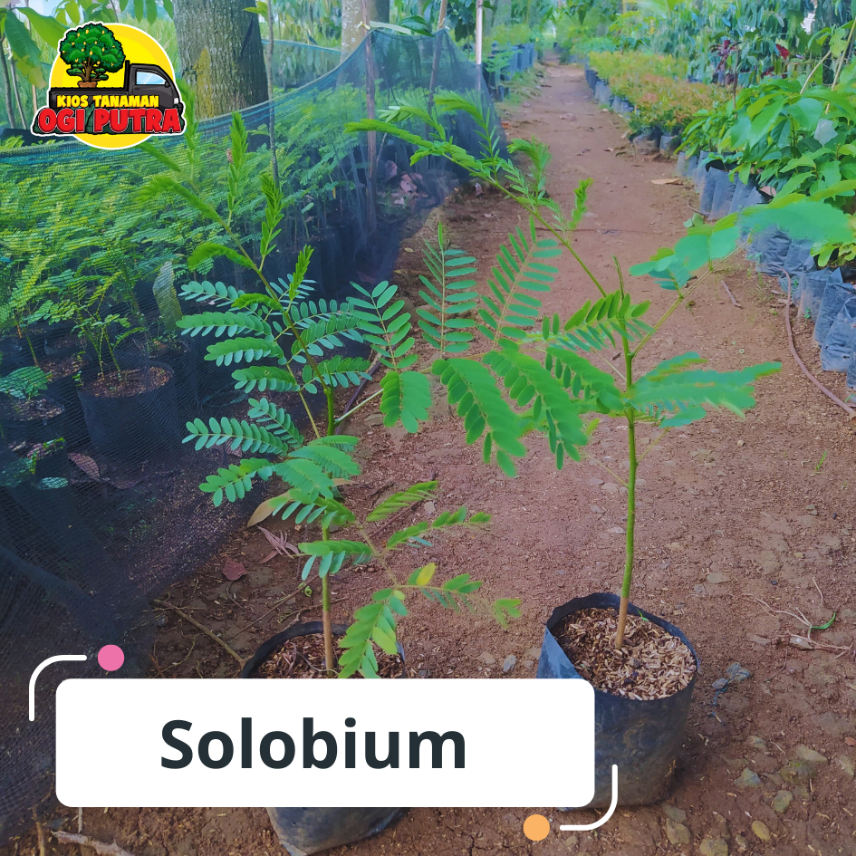 Jual Tanaman Solobium Parahyba / Pakis Brazil Asli Berbagai Ukuran ...