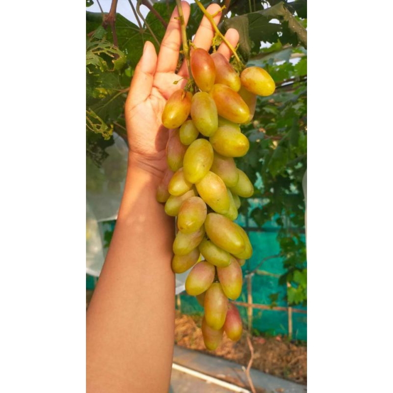 Jual Dixon, bibit anggur import rasa manis crunchy, kulit tipis buah ...