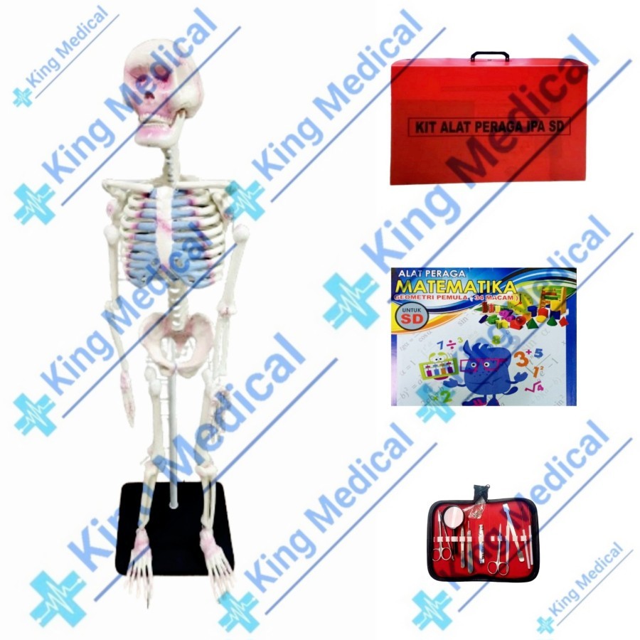 Jual Alat Peraga SD Sekolah Dasar (Kerangka Manusia 100cm + Kit ...