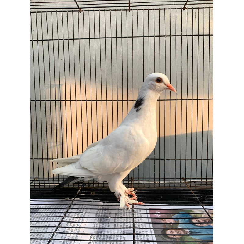 Jual Burung Merpati Jembros Putih Merpati Tinggi Kolongan | Shopee ...