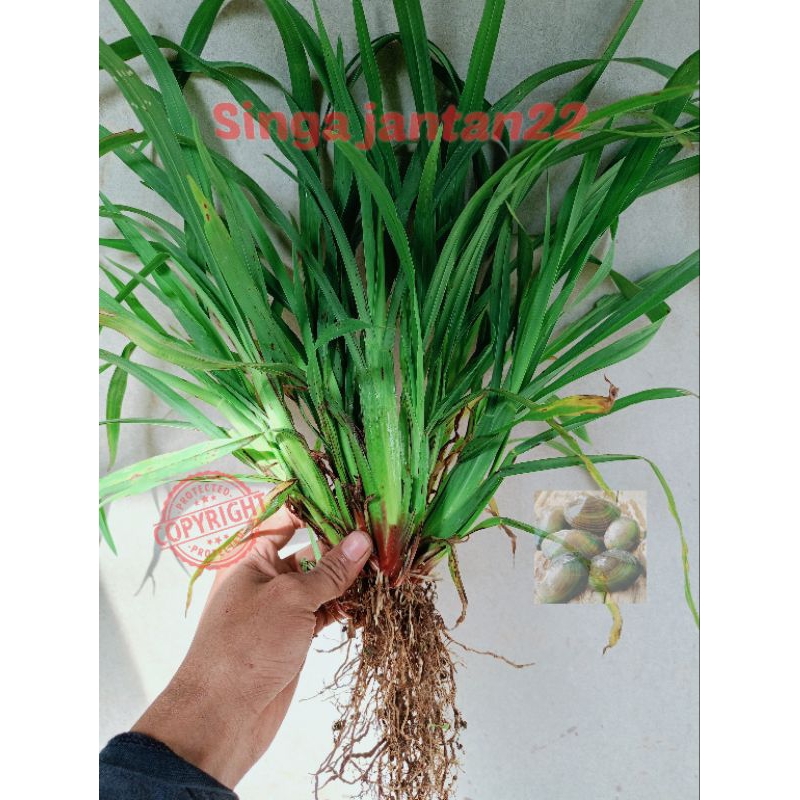 Jual Rumput Setaria 1 kg Sataria Bibit Demplot | Shopee Indonesia