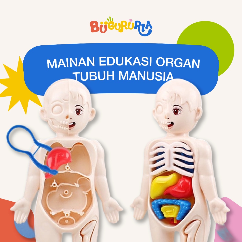Jual Bu Guru Ria - Alat Peraga Anatomi Tubuh / Mainan Edukasi Organ ...