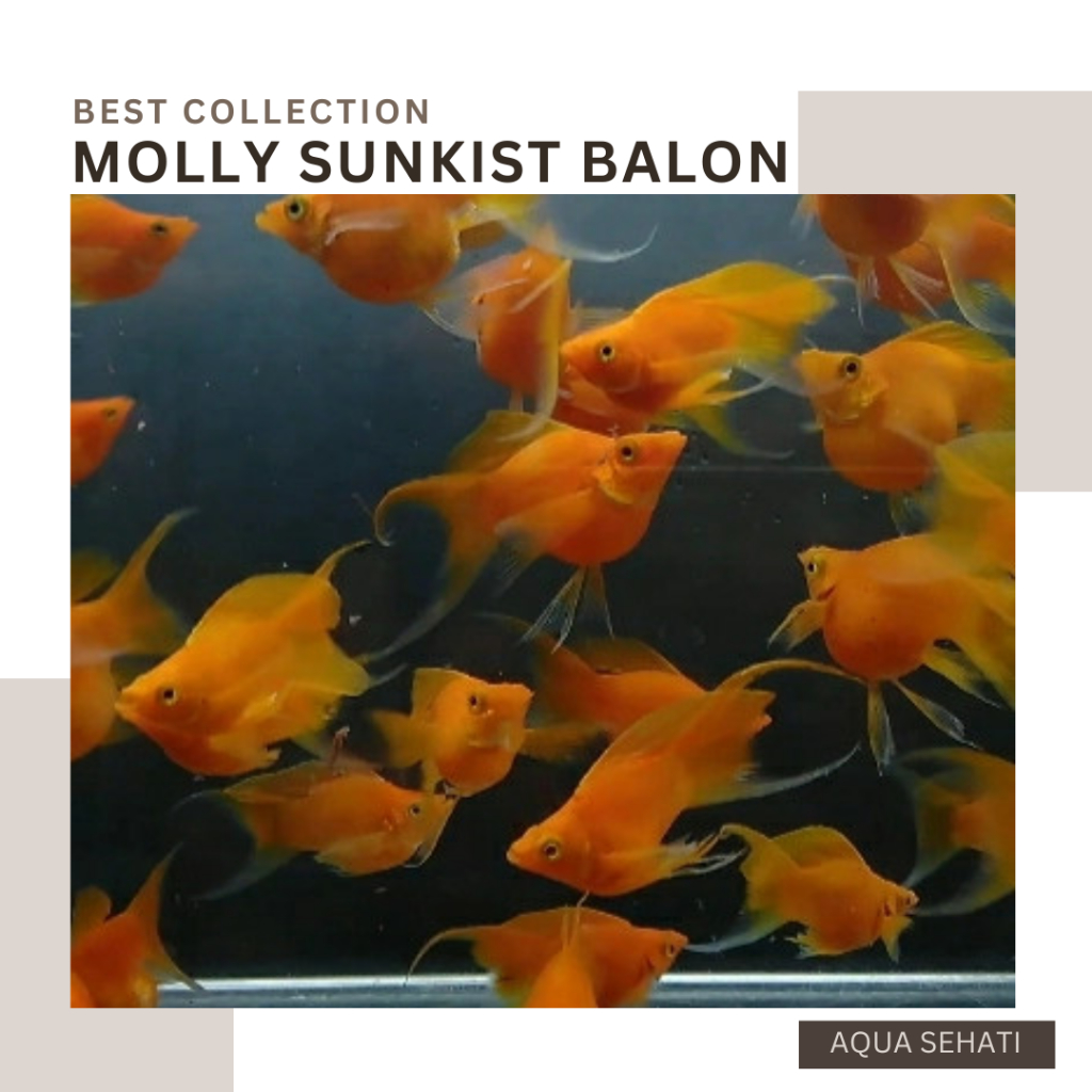 Jual ikan hias molly moly moli sunkist sunkis balon - khusus instant ...