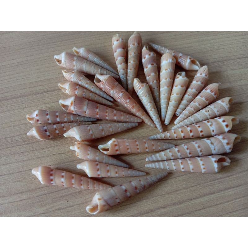 Jual cangkang kerang Hastula Strigilata 1 pcs | Shopee Indonesia