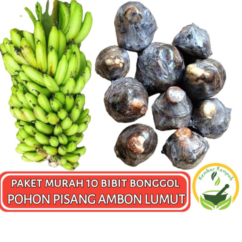 Jual Paket Murah 10 Bibit Bonggol Pohon Pisang Ambon Lumut Dongkelan ...
