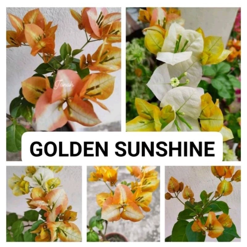 Jual Bugenvil Golden Sunshine | Shopee Indonesia
