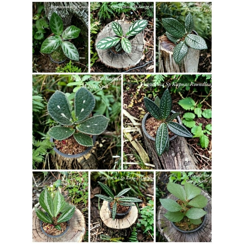 Jual Paket Tanaman Argostemma Elatostemma Variant Jenis - Tanaman Hias ...