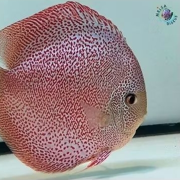 Jual Ikan Discus Super Panthera 5,5" Import from Malaysia | Shopee ...