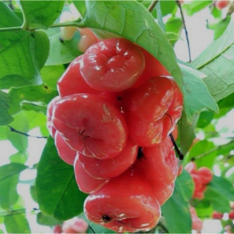 Jual Bibit tanaman jambu kancing batang super daun rimbun | Shopee ...