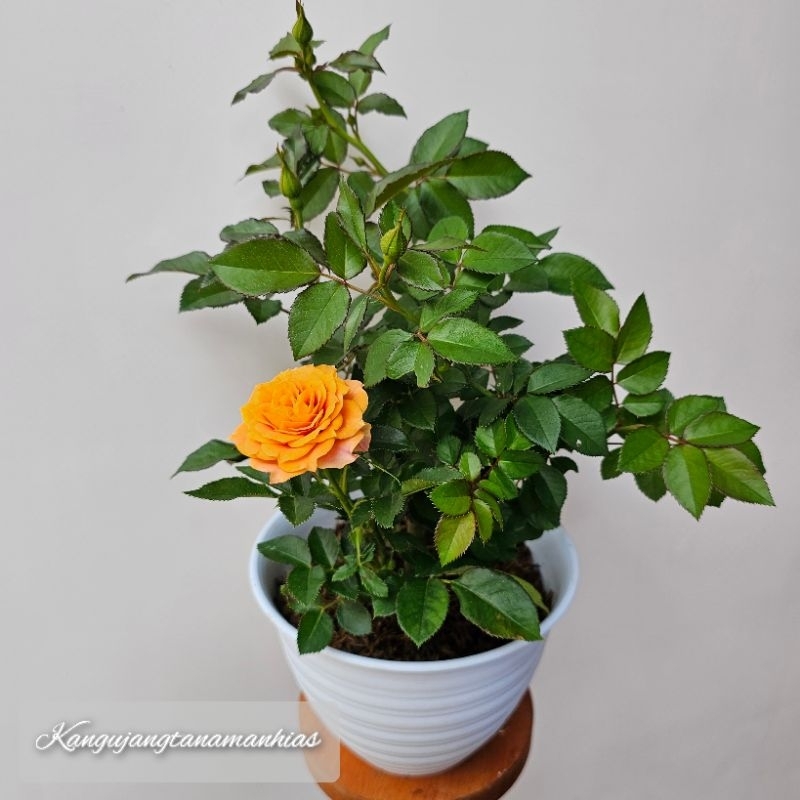 Jual 1 POT Tanaman hidup Bunga mawar Holland coklat | Shopee Indonesia