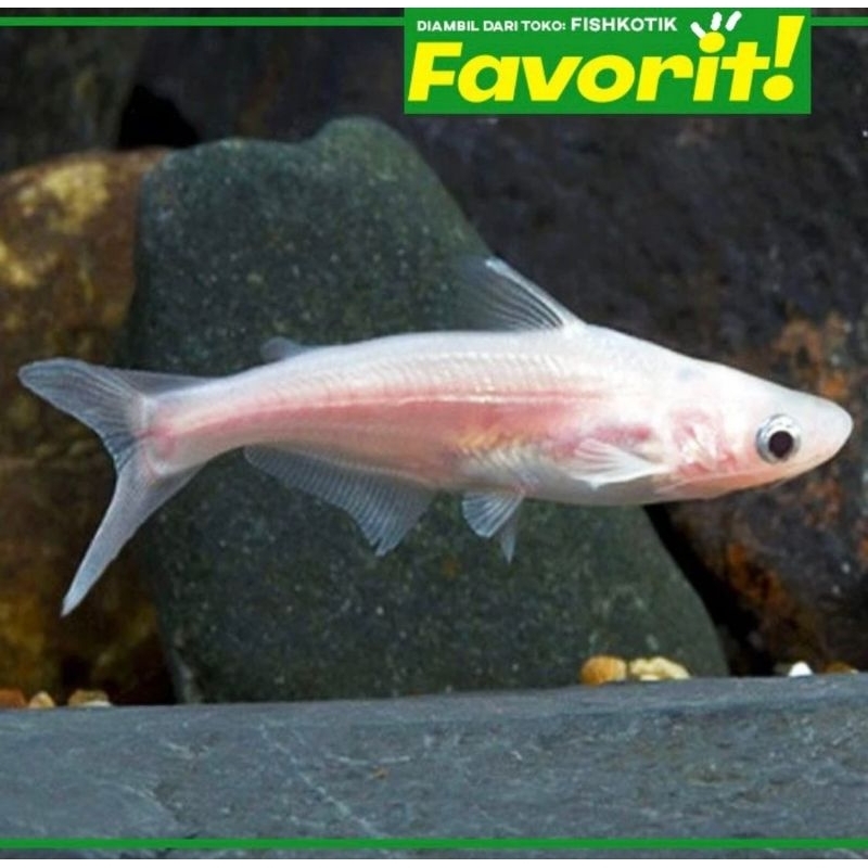 Jual Ikan Hias Patin Albino Hiasan Kolam / Aquarium Tanaman Hias ...