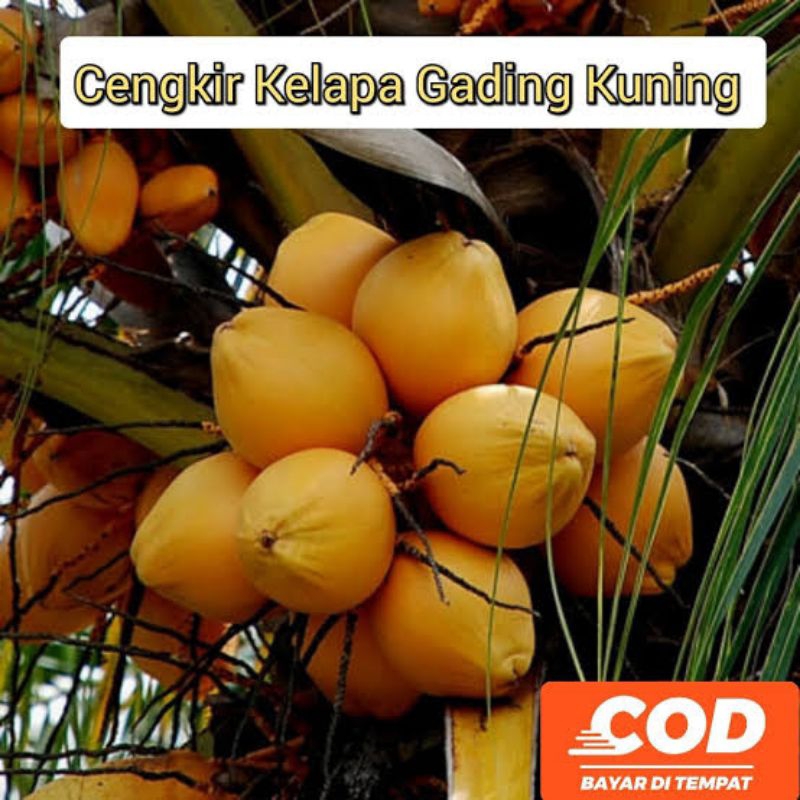 Jual buah kelapa gading/cengkir muda | Shopee Indonesia