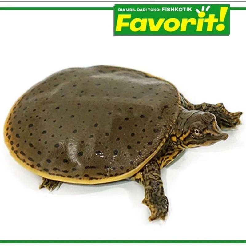 Jual Baby Labi Labi Bulus Kura Kura Reptil Hiasan Aquarium Aquascape ...