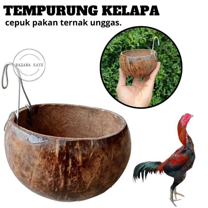 Jual BATOK TEMPURUNG KELAPA TEMPAT PAKAN MINUM BURUNG AYAM DAN UNGGAS ...