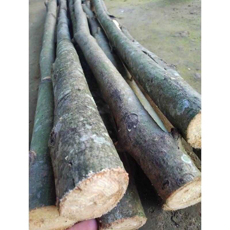 Jual BATANG KAYU RANDU SEGAR PANJANG 50 CM / BATANG KAYU RANDU / RANDU ...