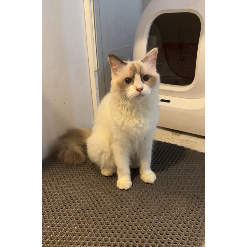 Jual ragdoll betina dewasa | Shopee Indonesia