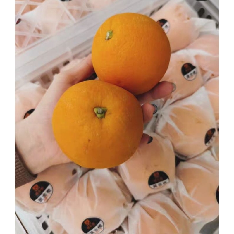 Jual Jeruk Navel peras jeruk iris 1 kg | Shopee Indonesia