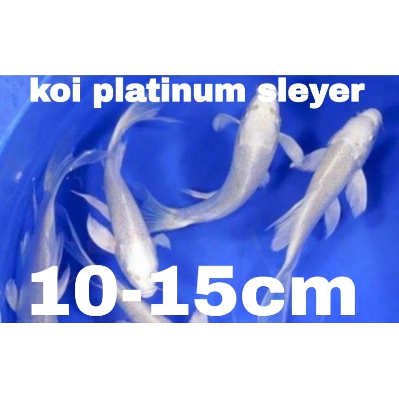 Jual ikan koi platinum 10-15 cm | Shopee Indonesia