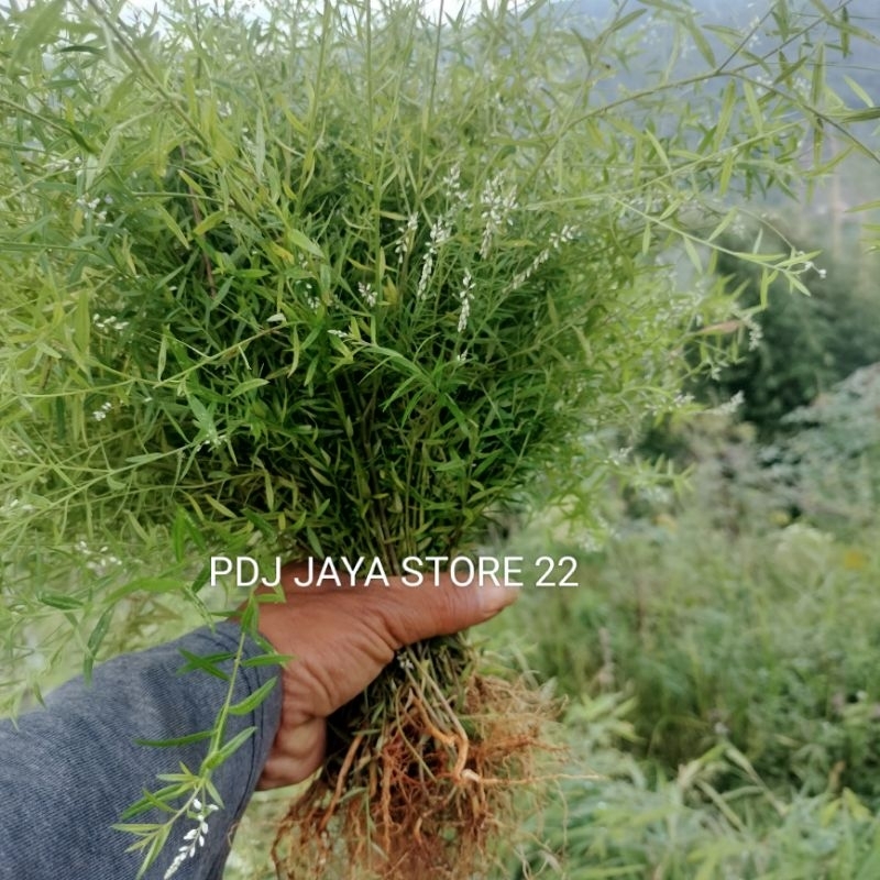 Jual Rumput balsem atou Daun Tarason segar Atou Herbal tanaman ...