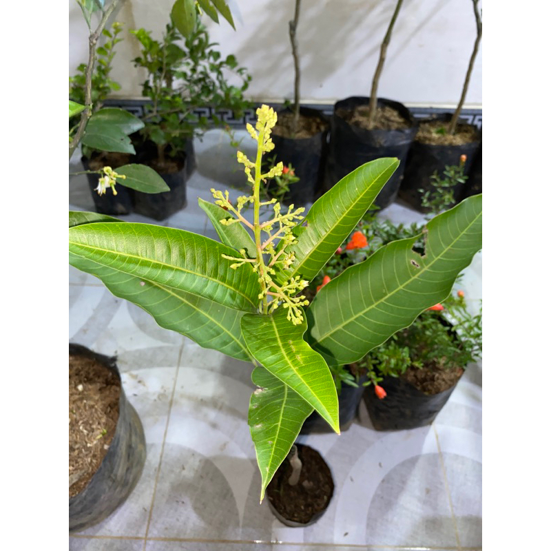 Jual BIBIT MANGGA KONDISI BERBUNGA SPESIAL LIVE | Shopee Indonesia
