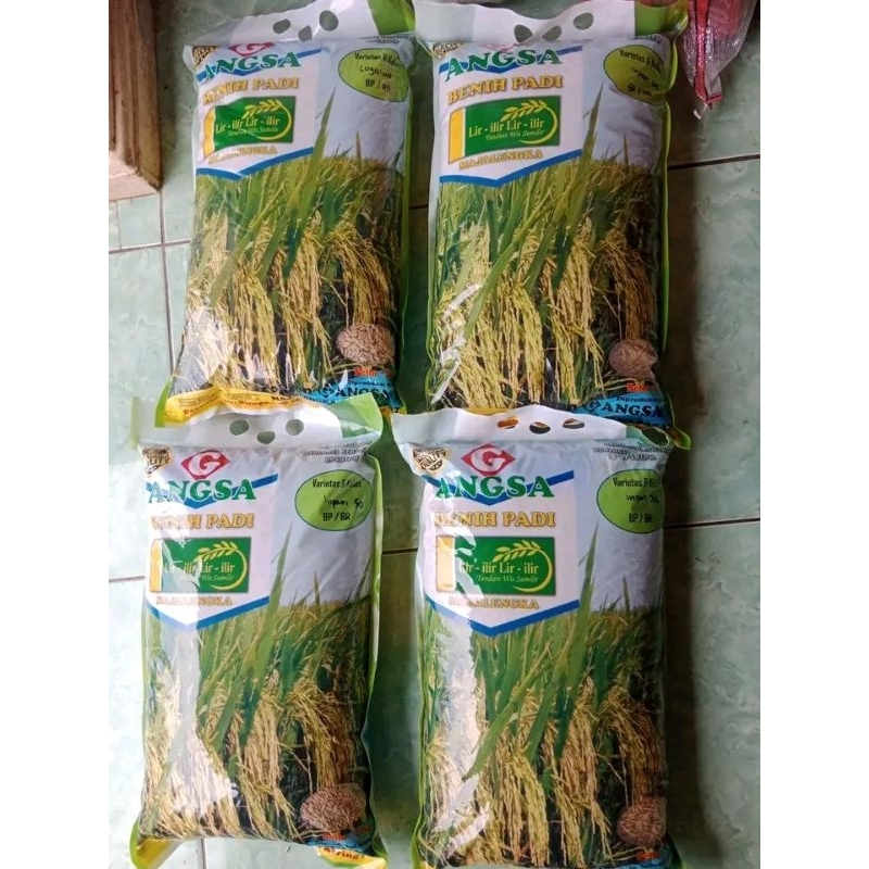 Jual BENIH PADI INPARI 32, 49, 50 KEMASAN 5KG | Shopee Indonesia
