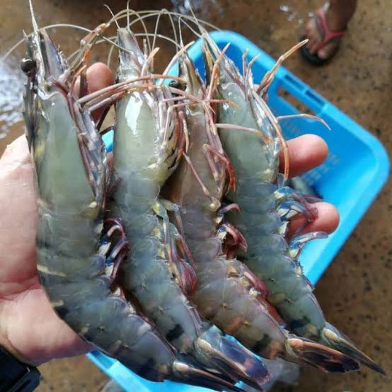 Jual Udang Pancet Segar Besar 1kg / Tiger Prawn Jumbo | Shopee Indonesia