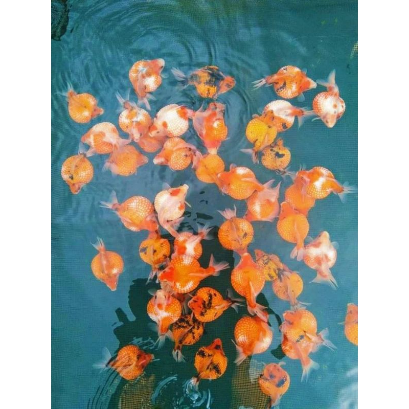 Jual MUTIK ikan mas koki MUTIARA TIKUS Paket hemat isi 8 hiasan ...