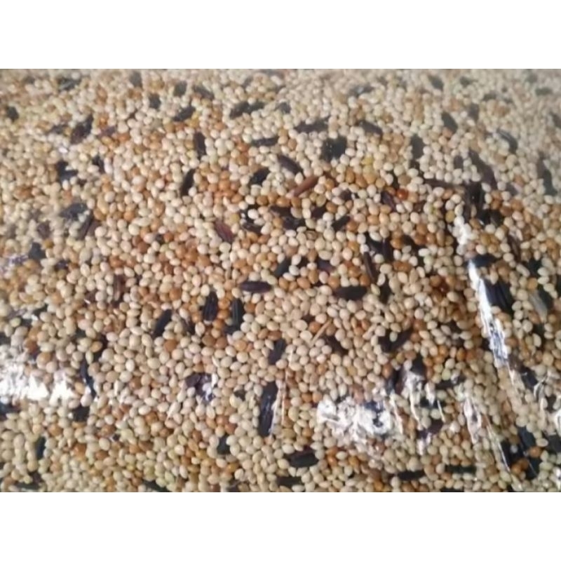 Jual PAKAN PERKUTUT 1KG MAKANAN BURUNG PERKUTUT 1KG MILET PUTIH CAMPUR ...