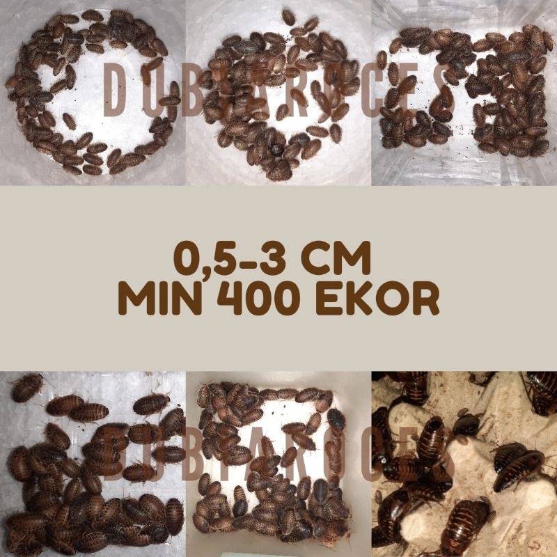 Jual DUBIA 0,5-3 CM TERMURAH MIN PEMBELIAN 400 EKOR | Shopee Indonesia