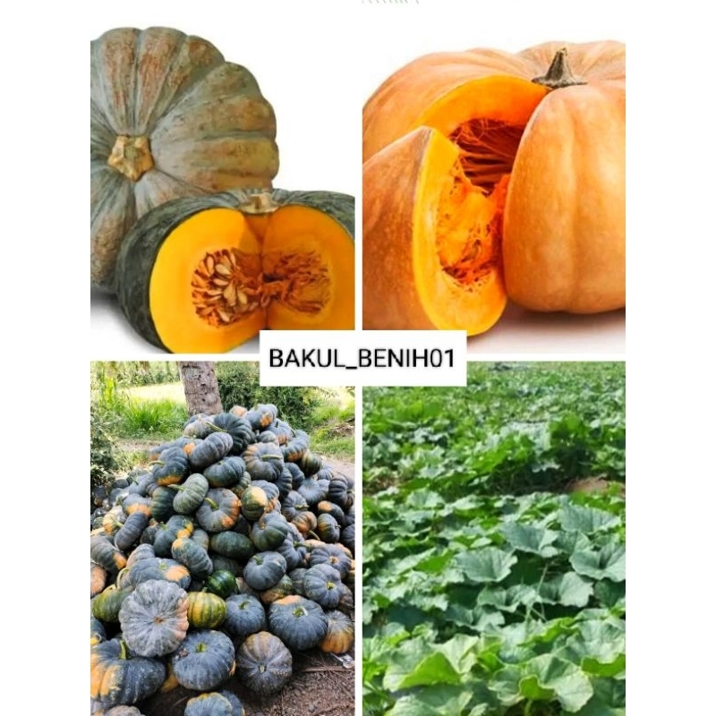 Jual PROMO 100 BENIH WALOH / LABU KUNING BESAR UNGGUL | Shopee Indonesia