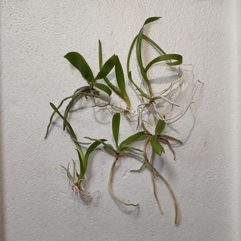 Jual Planlet anggrek pasca aklim random 12.000 dpt 6 | Shopee Indonesia