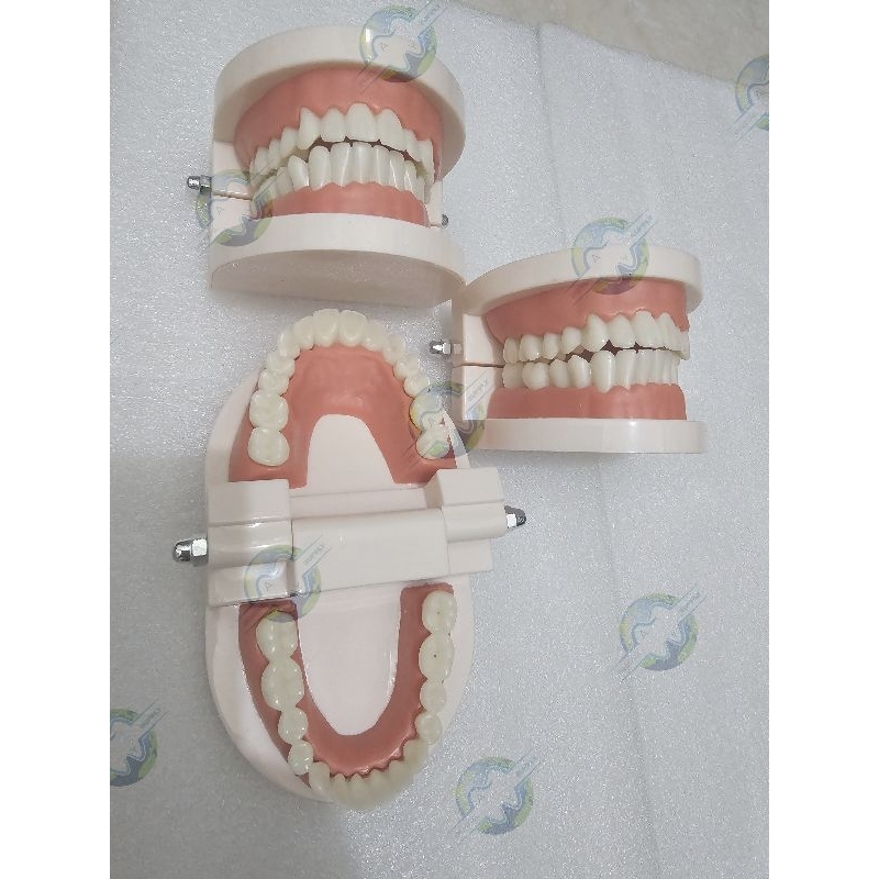 Jual dental model study gigi phantom gigi | Shopee Indonesia