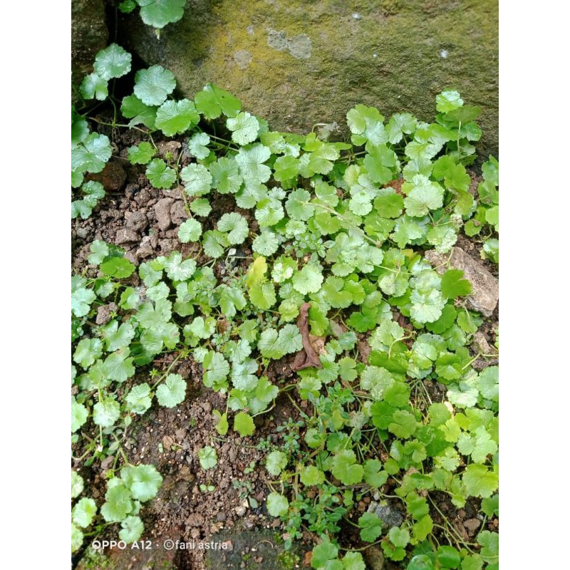 Jual daun semangi pegagang kecil antanan 500g | Shopee Indonesia