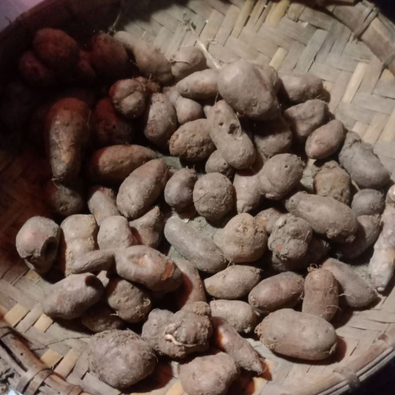 Jual kentang klici kentang hitam kentang sabrang | Shopee Indonesia