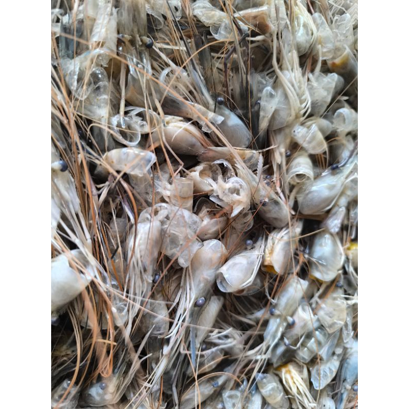 Jual kulit kepala udang galah kecil 500gram | Shopee Indonesia