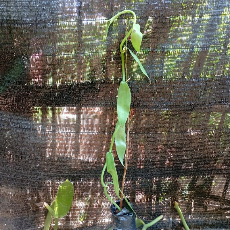 Jual Tanaman Vanili/Bibit Tanaman Panili Vanili | Shopee Indonesia