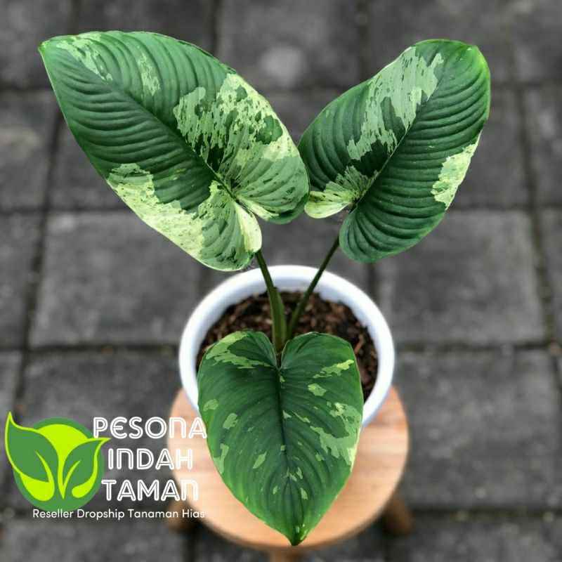 Jual Tanaman hias homalomena sp varigata - homalomena sp varigata ...