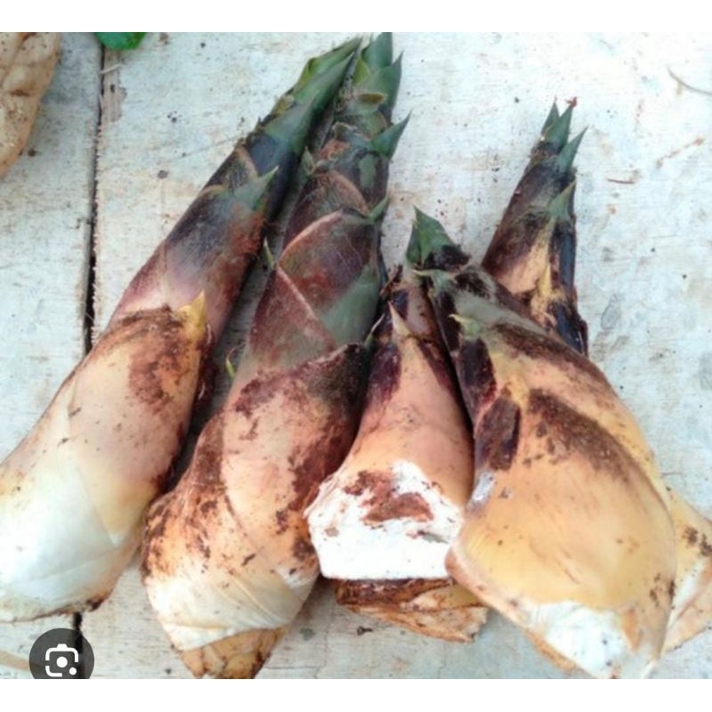 Jual Rebung Bambu Ampel Muda Sayur 1 Kg Segar Baru Ambil Premium ...
