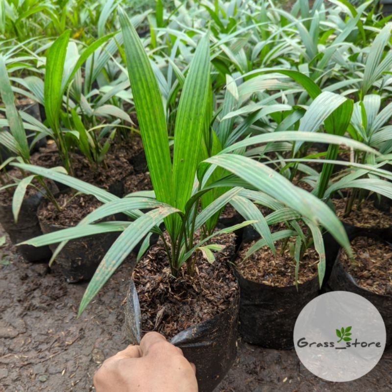 Jual Tanaman hias palm merah tanaman palem merah pohon palm merah pohon ...