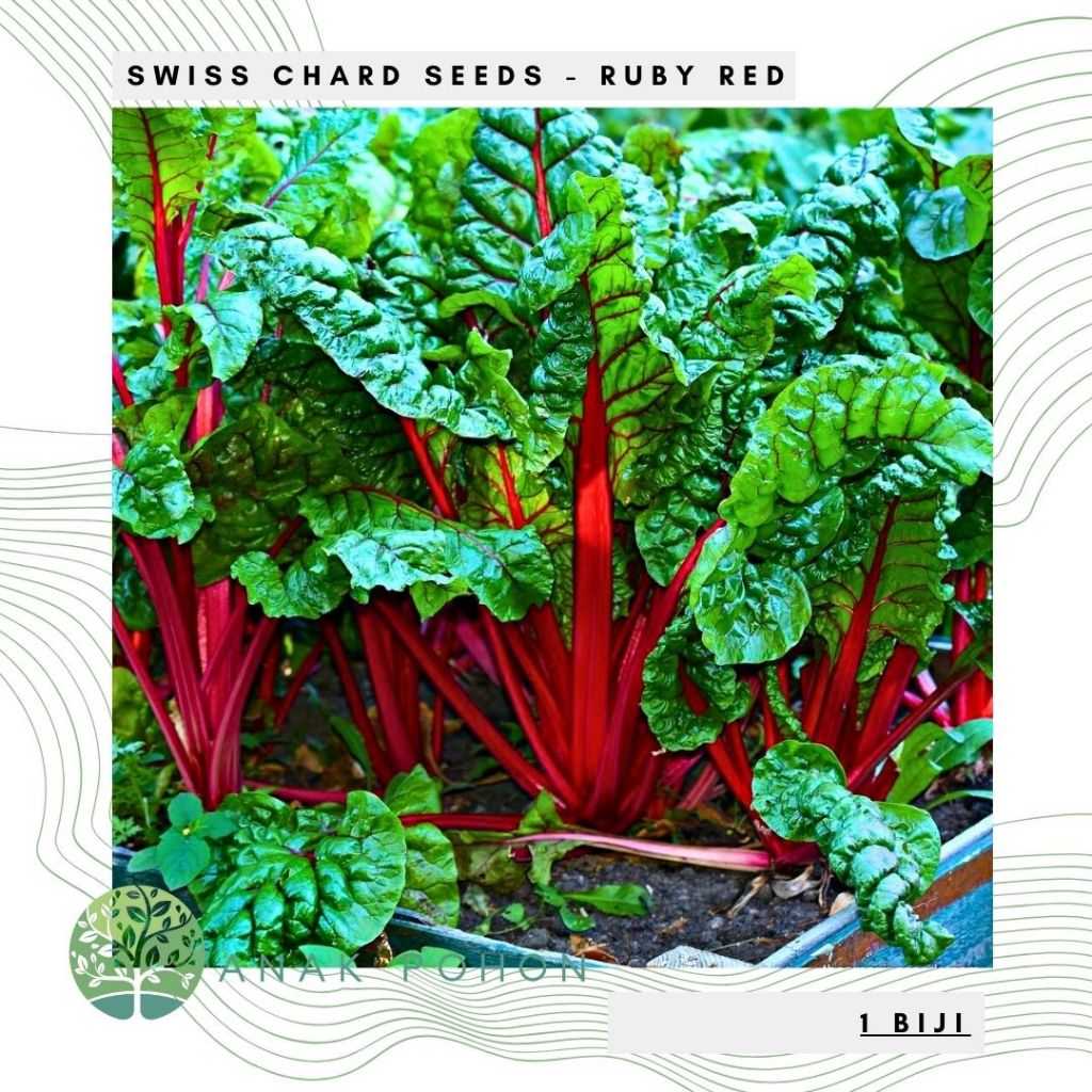 Jual Benih Bibit Biji - Swiss Chard Ruby Red Seeds - IMPORT | Shopee Indonesia