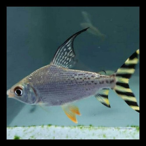 Jual Ikan Hias American Flagtail Yellow Feifeng Fei Feng Ikan Air Tawar ...