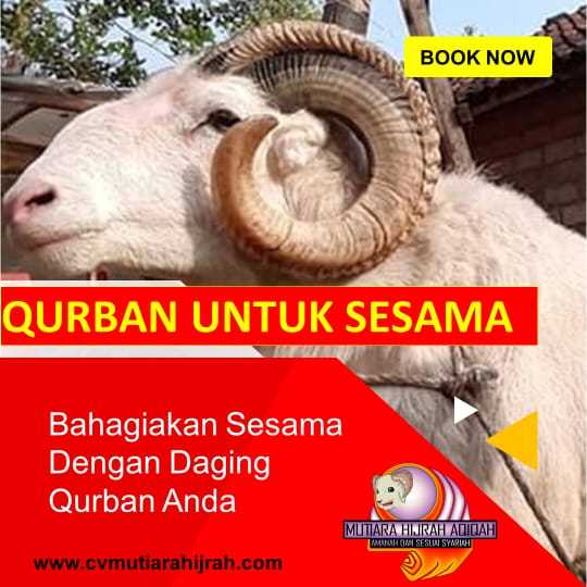 Jual Kambing Qurban Jantan Free Ongkir jabodetabek | Shopee Indonesia