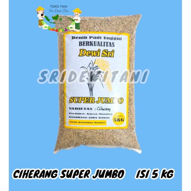 Jual BIBIT BENIH PADI CIHERANG SUPER JUMBO 5 KG BIBIT BERKUALITAS UNGGUL /IR64/CIBATU/INPARI 32 ...