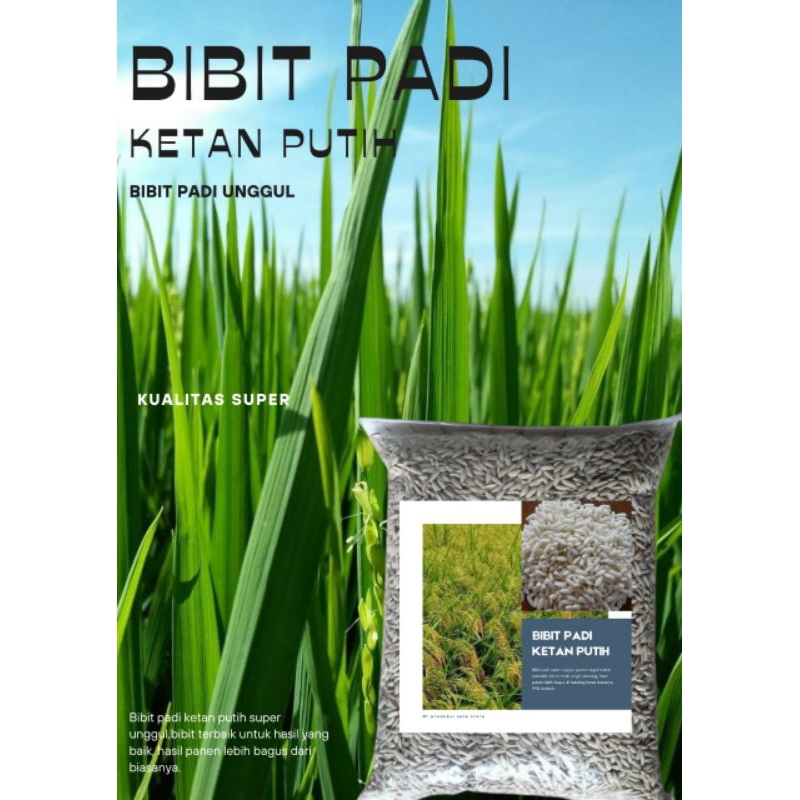Jual Bibit padi beras merah ladang kering/padi Gogo 1 kg | Shopee Indonesia